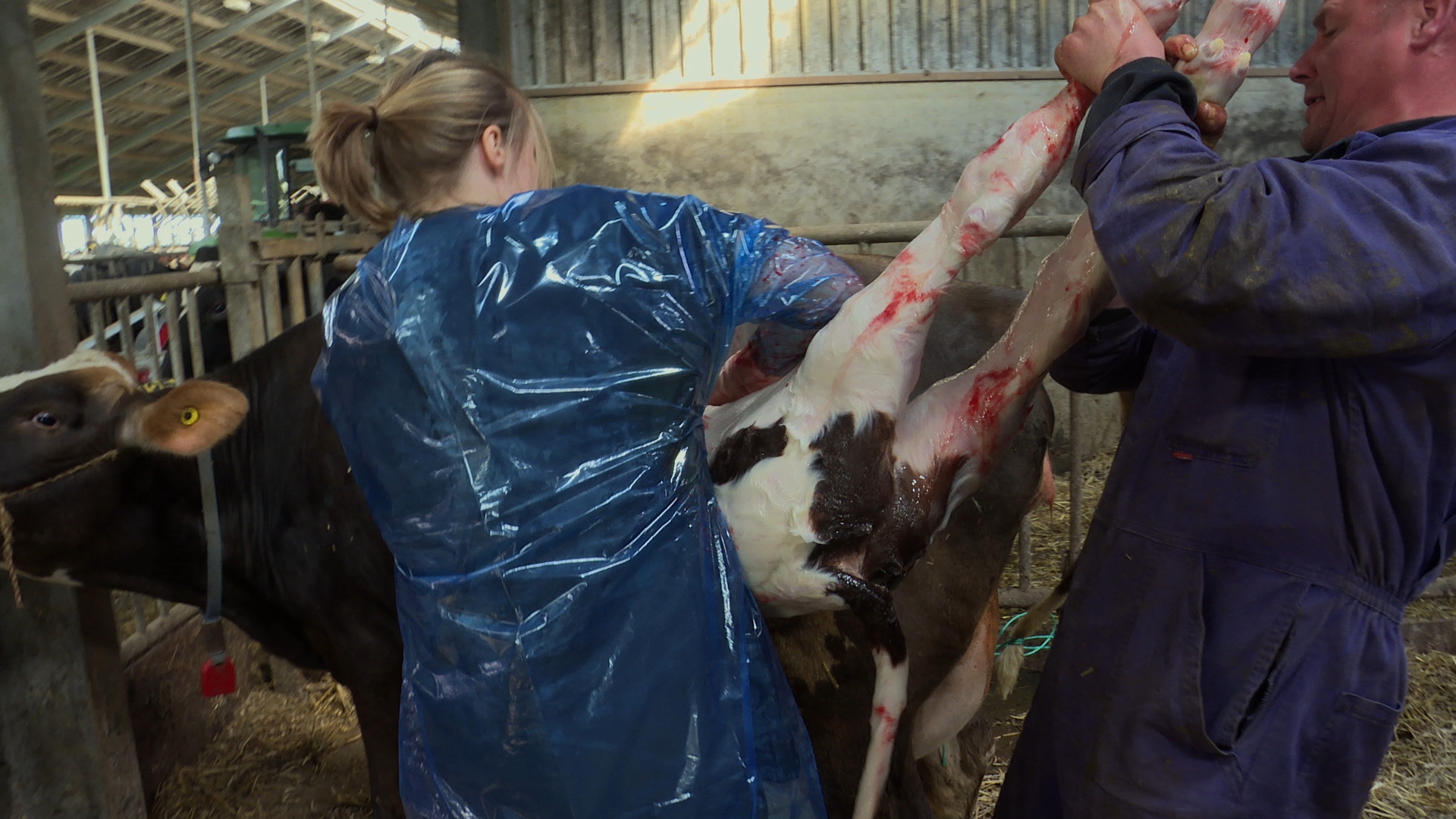 Veearts Maaike – De DocUpdate