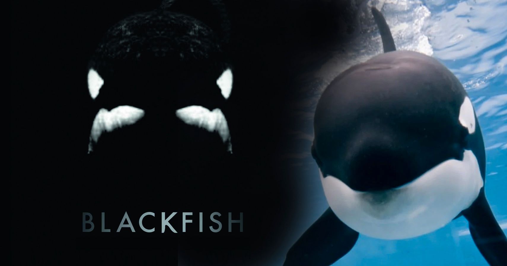 Blackfish – De DocUpdate
