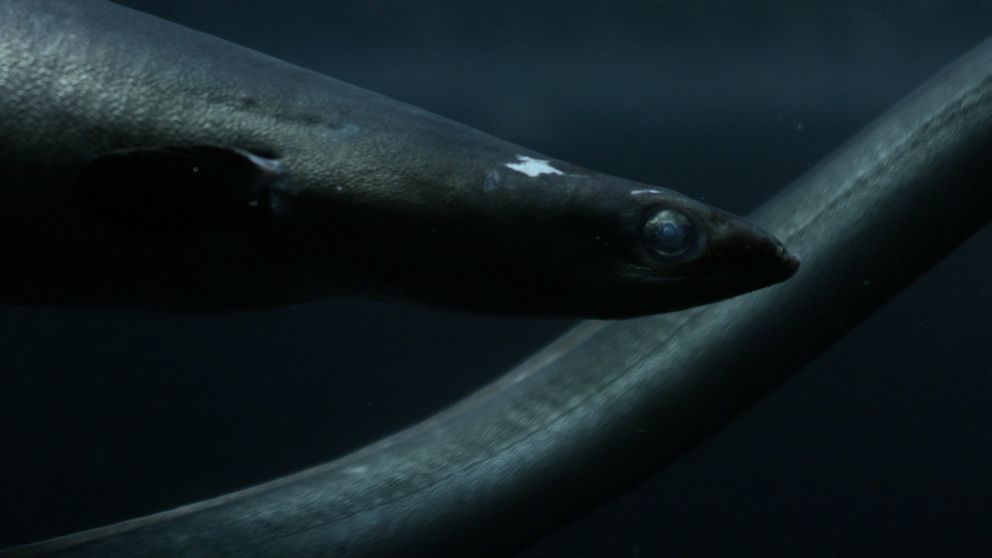 Palingdans – De DocUpdate